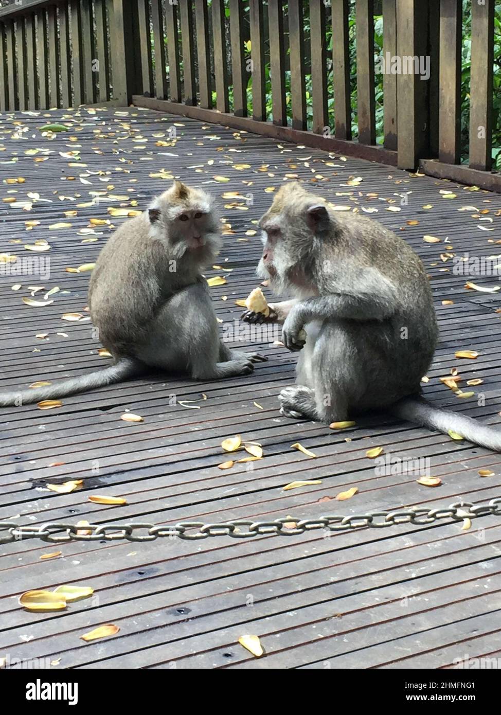Closeup of monkeys sitting on the ground Stock Photo - Alamy