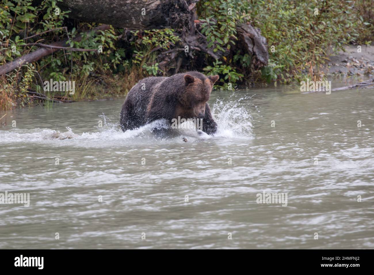 Amazing shot of a big grizzly bear trying to catch a salmon fish Stock ...