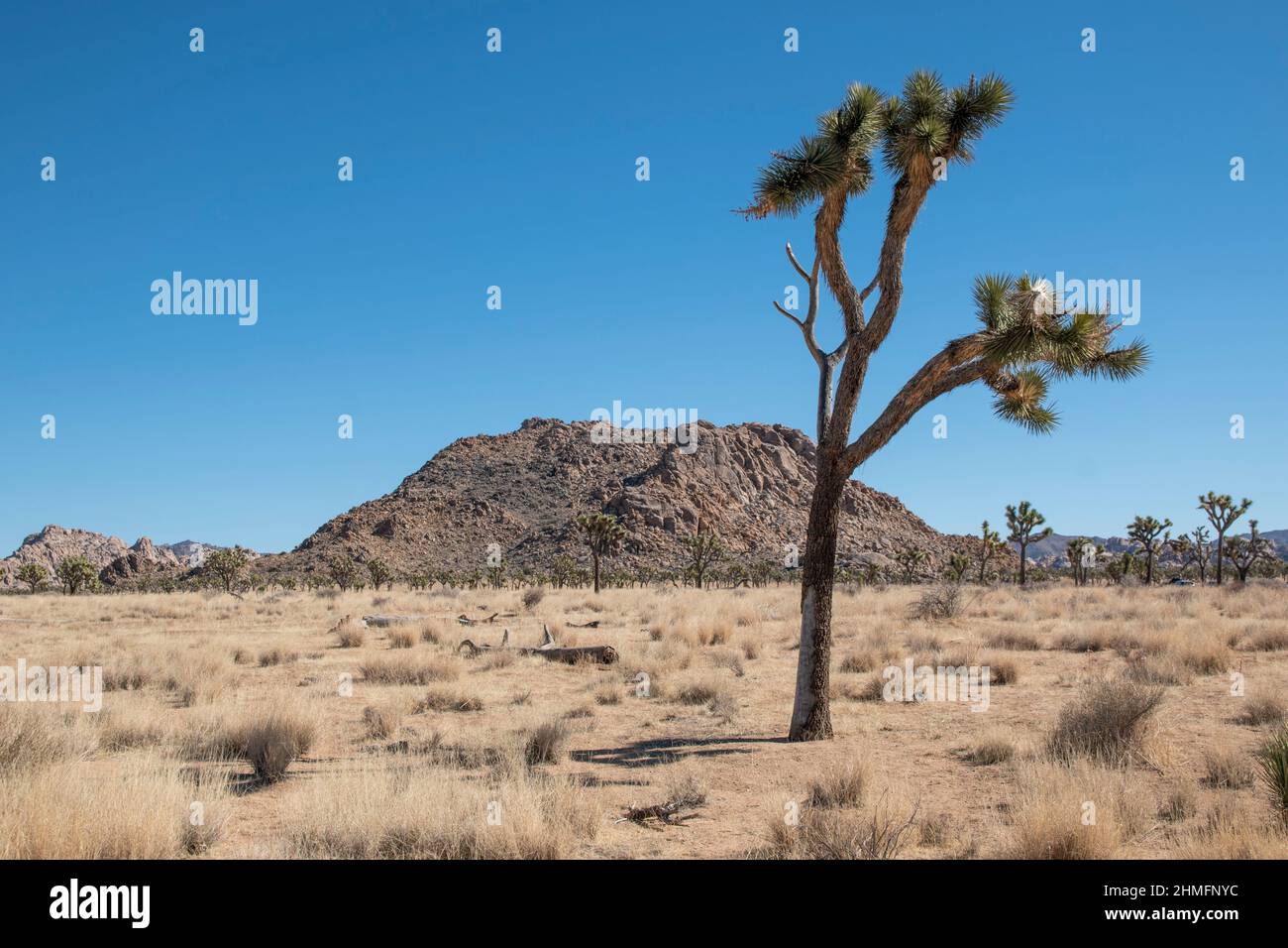 Joshua Tree National Park is home to stunning landscapes filled with ...