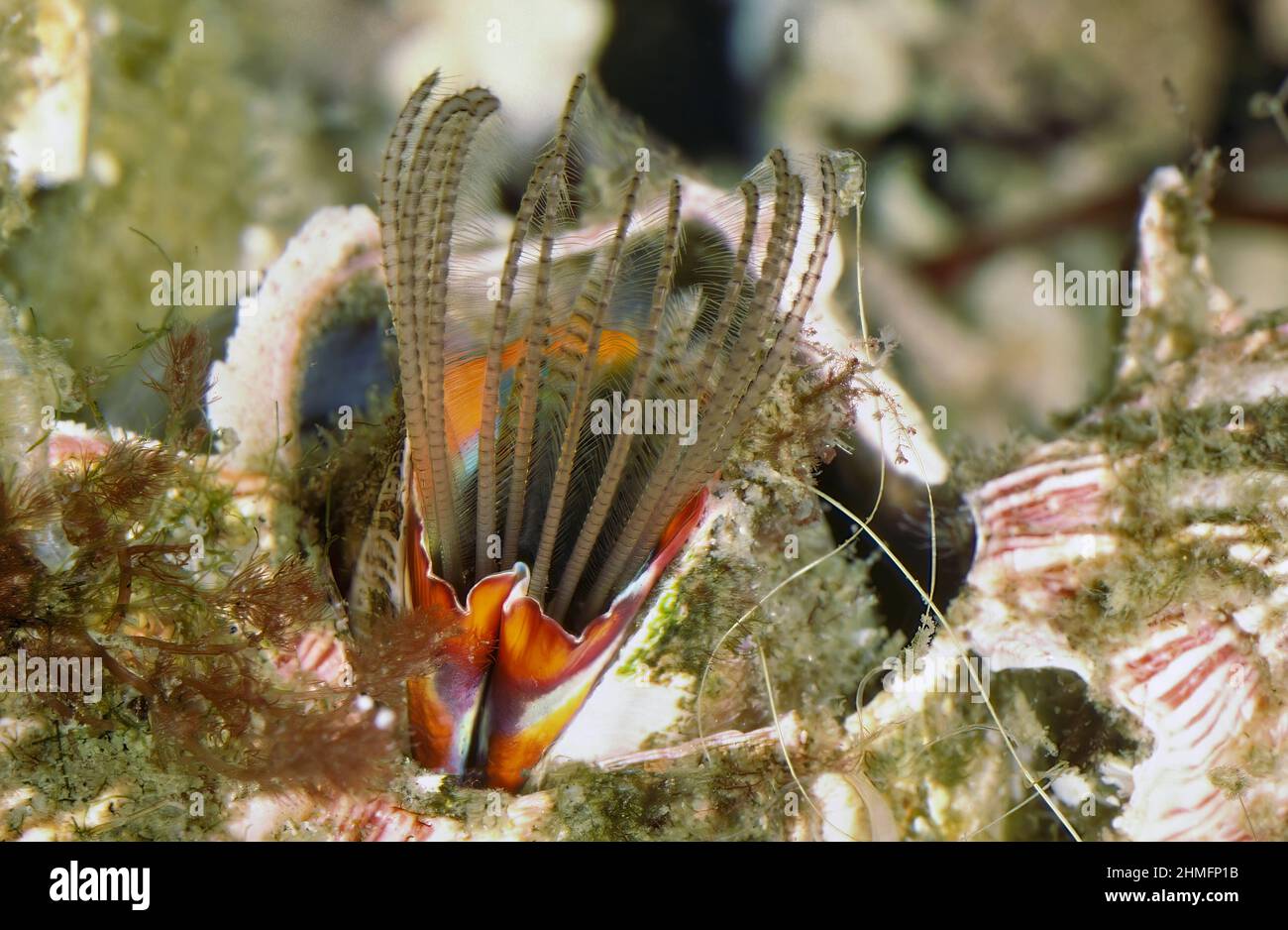 Red stripped acorn barnacle hi-res stock photography and images - Alamy