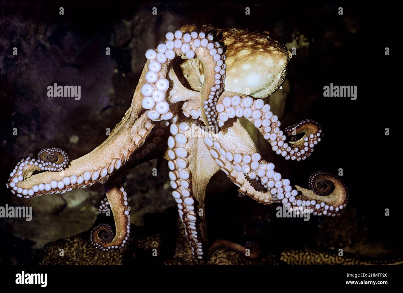 Octopus showing suckers Stock Photo - Alamy