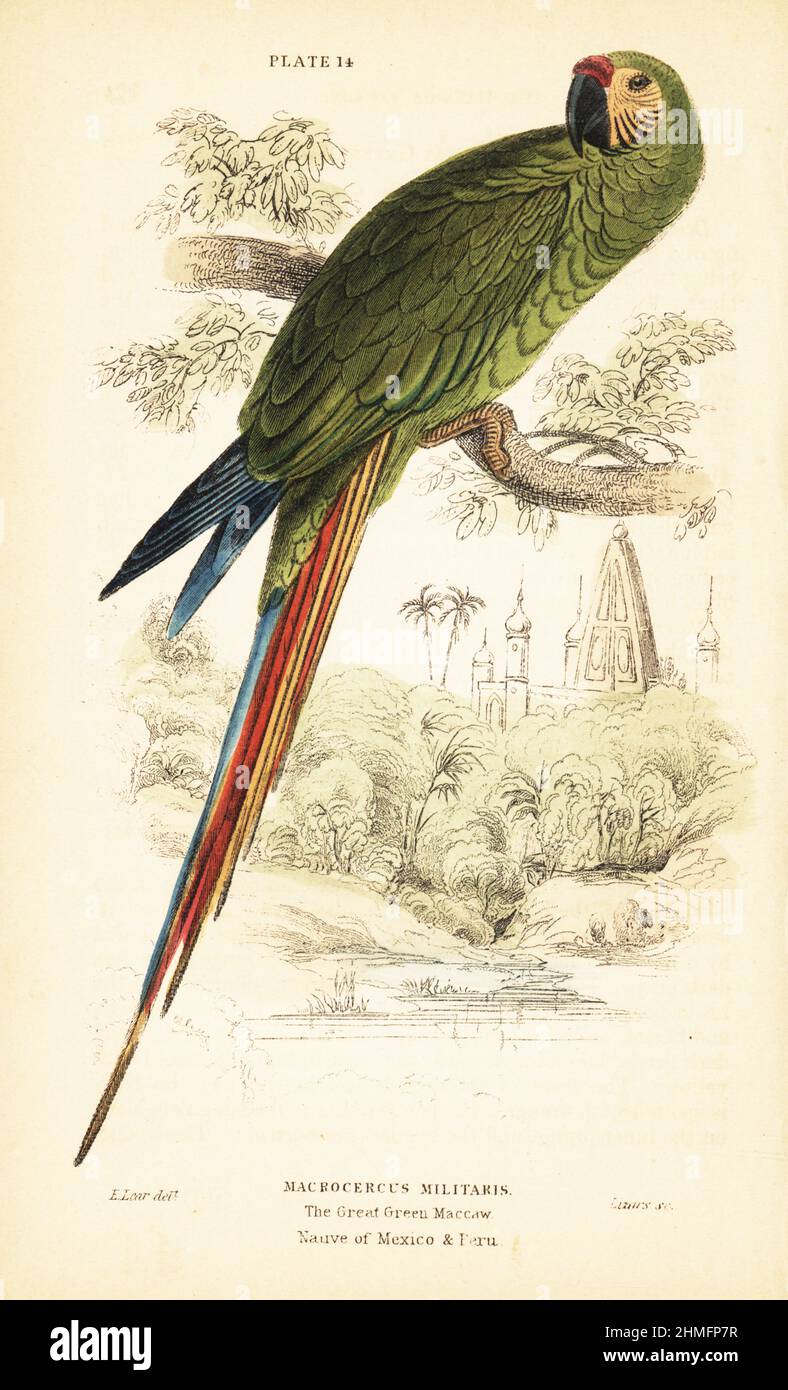 George Of The Jungle Bird