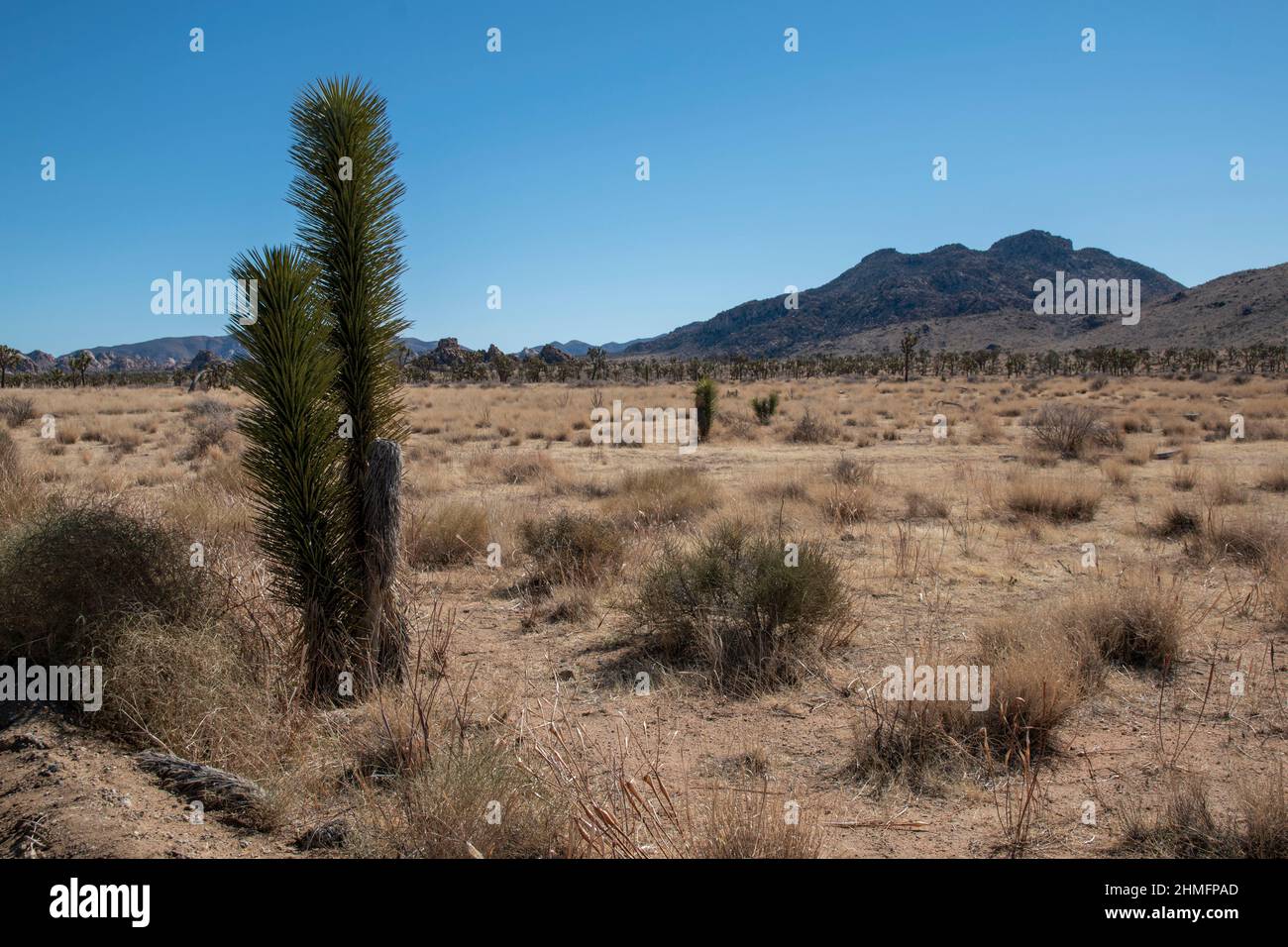 Joshua Tree National Park is home to stunning landscapes filled with ...