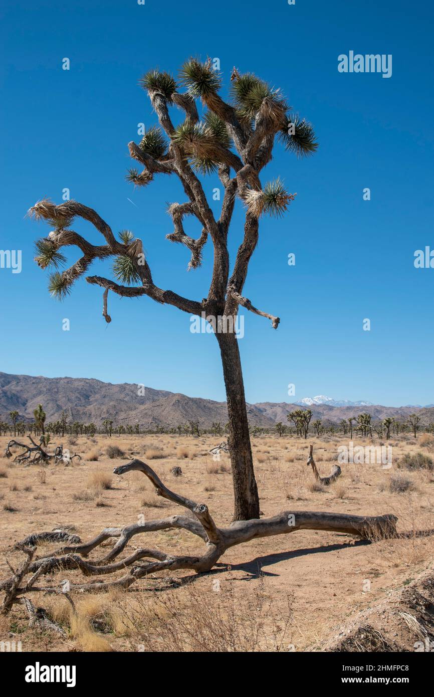 Joshua Tree National Park is home to stunning landscapes filled with ...