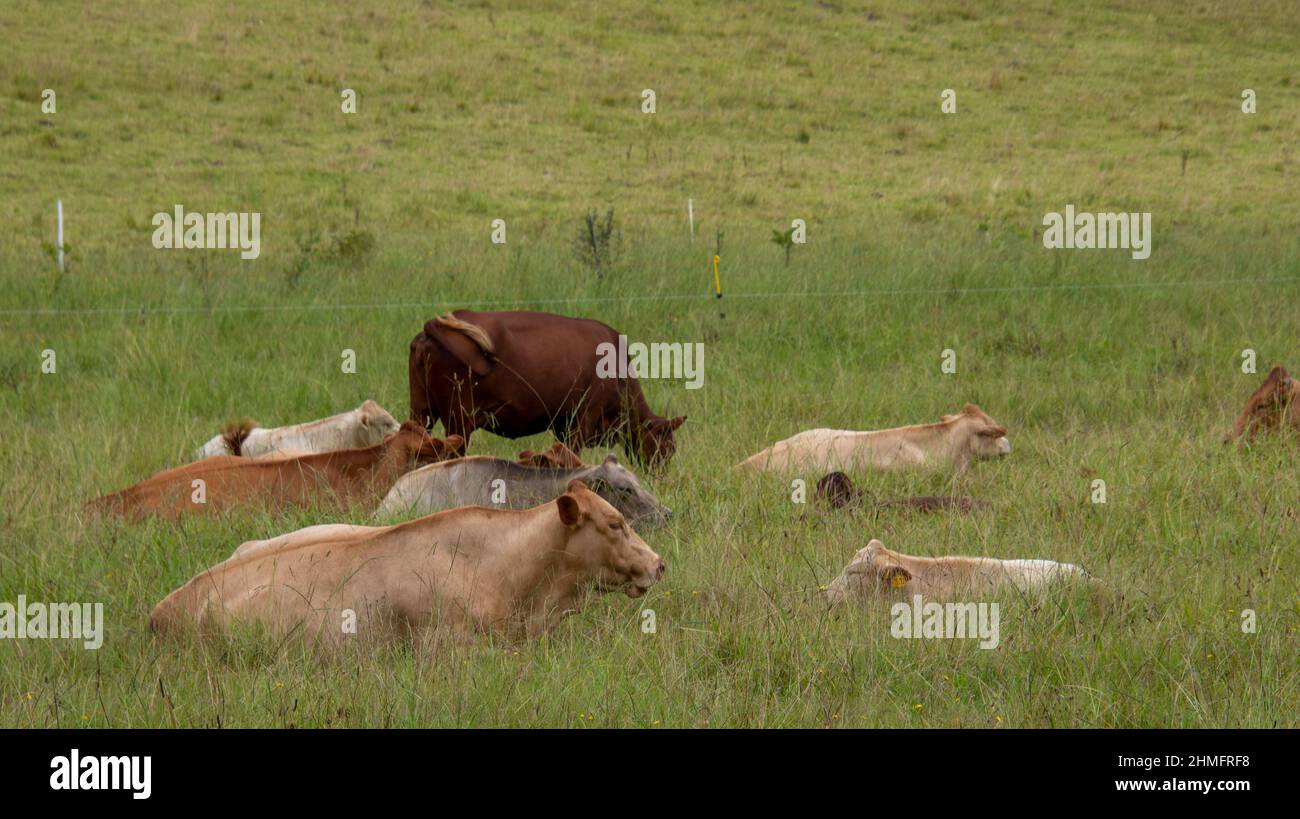 Livestock isolated in a green field Stock Photo - Alamy