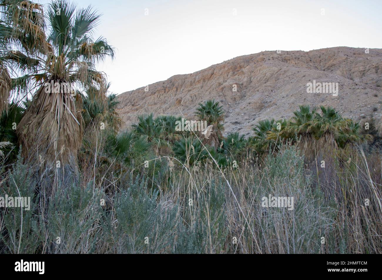 The Coachella Valley Preserve features a lush oasis in which the San ...