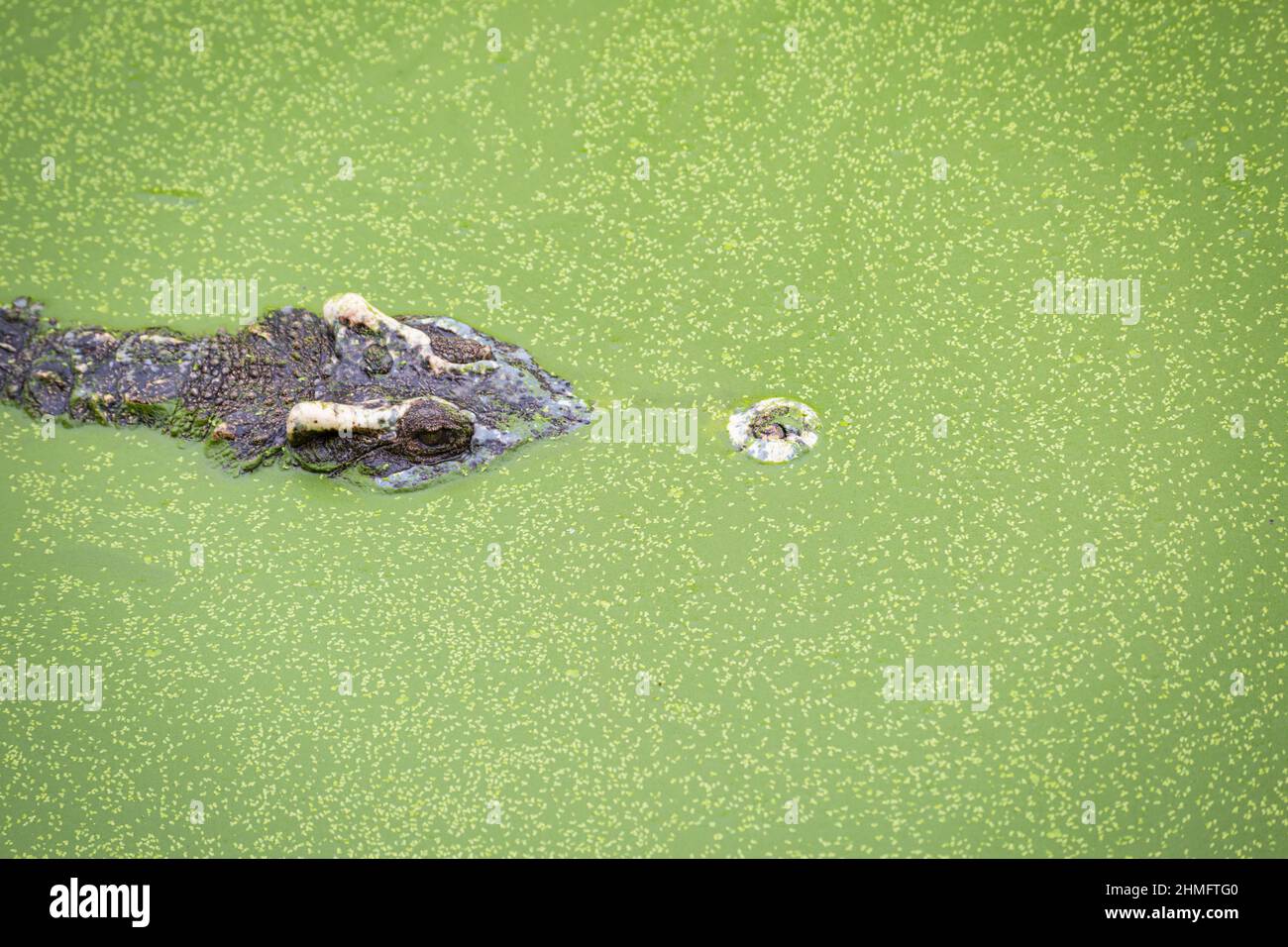 Crocodile head floating on the water background Stock Photo - Alamy