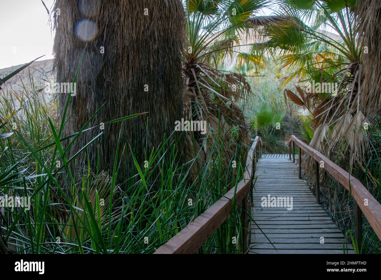 The Coachella Valley Preserve features a lush oasis in which the San ...
