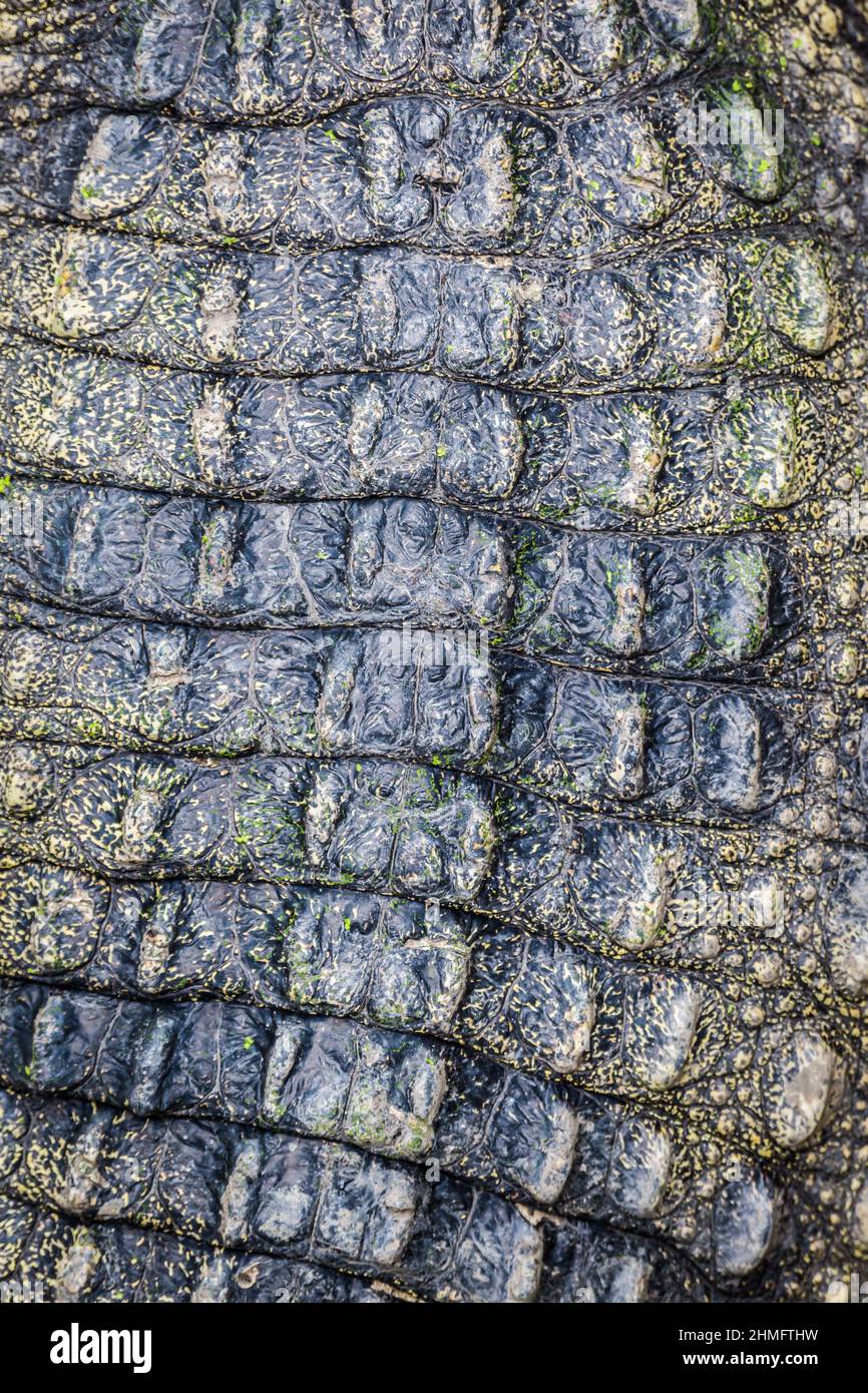 Crocodile skin texture background Stock Photo - Alamy