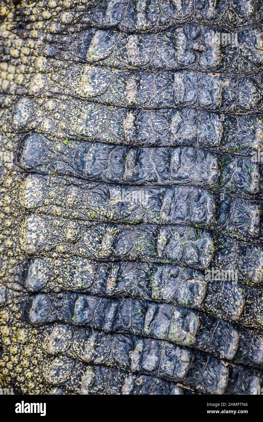 Crocodile skin texture background Stock Photo - Alamy