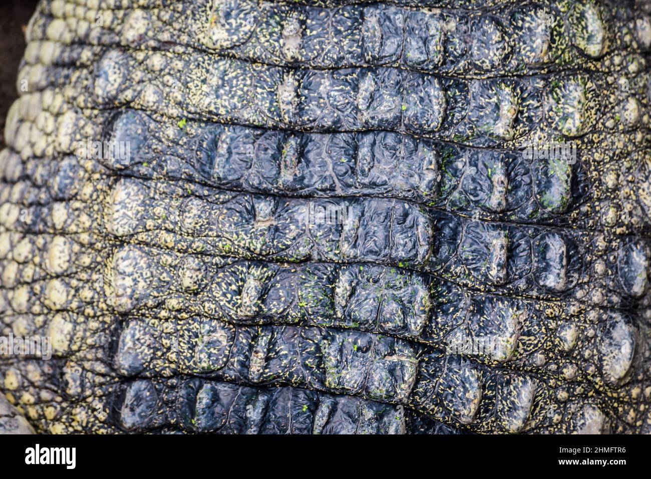 Crocodile skin texture background Stock Photo - Alamy