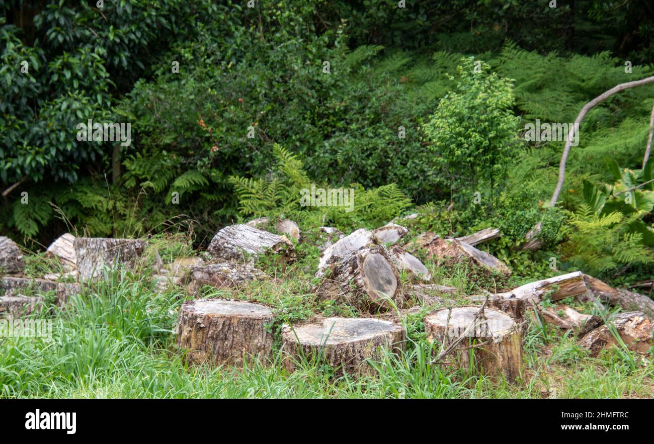 Pieces of log from a chopped down tree lie in green undergrowth Stock ...