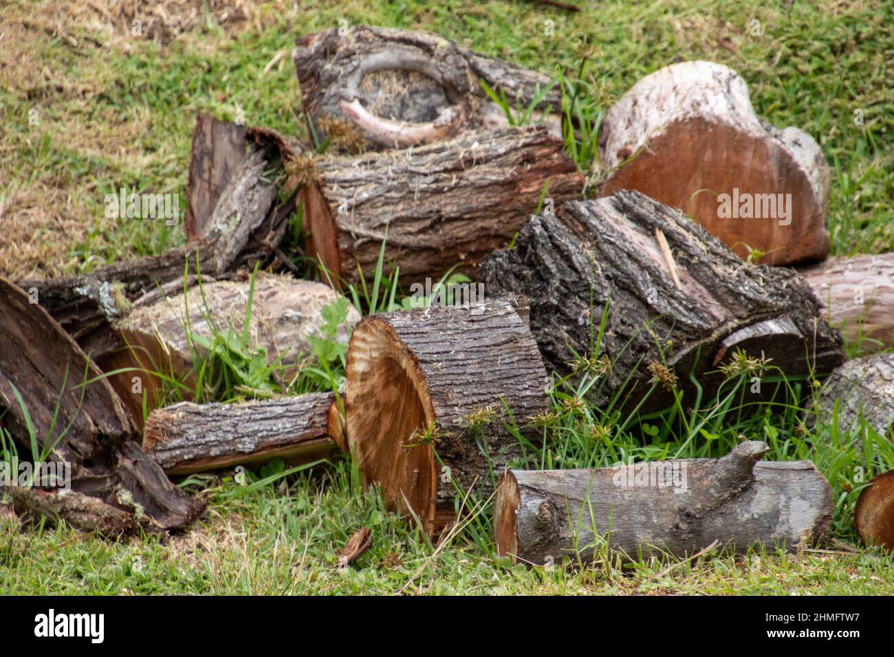 Pieces of log from a chopped down tree lie in green undergrowth Stock ...