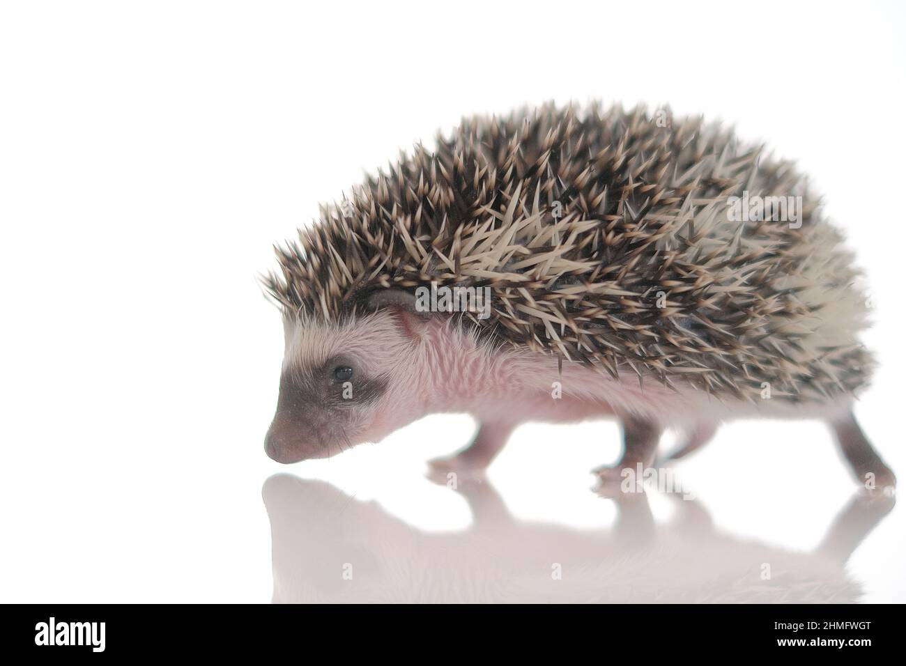 hedgehog on a white background with reflection.African pygmy hedgehog ...