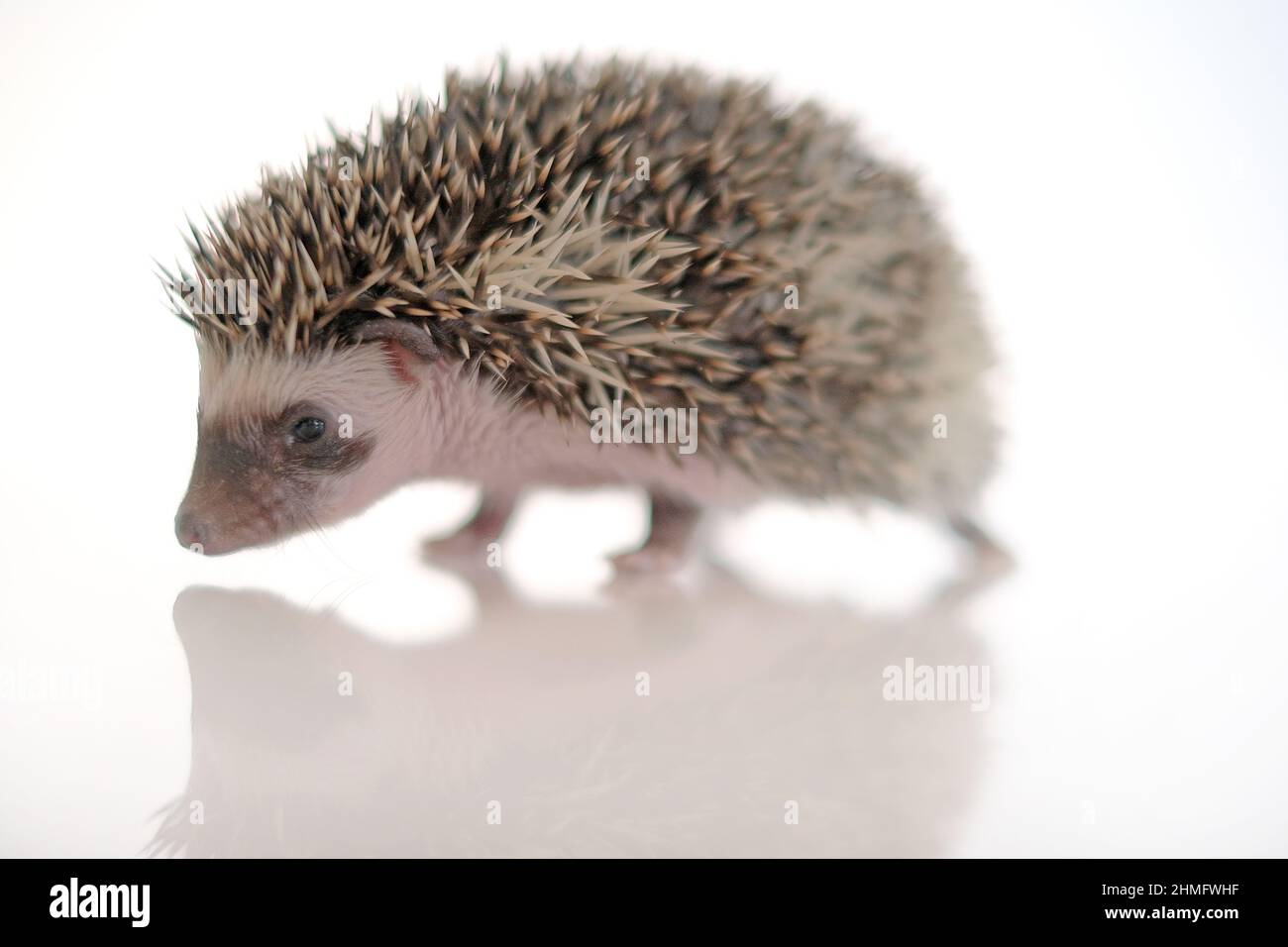 hedgehog on a white background with reflection.Baby hedgehog.African ...
