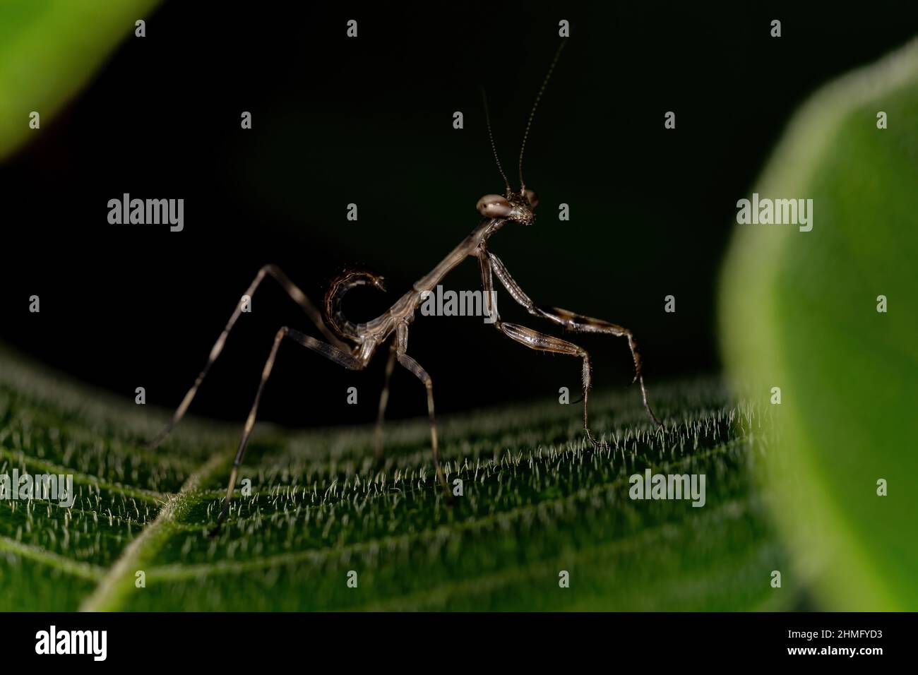 Small Mantid nymph of the Genus Oxyopsis Stock Photo - Alamy