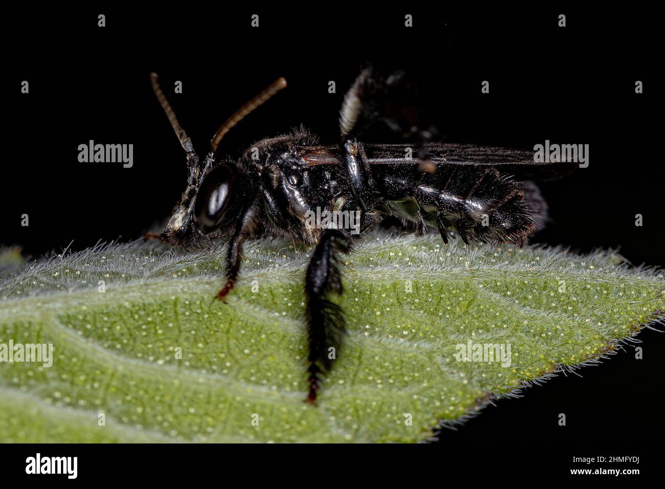 Apine bee hi-res stock photography and images - Alamy