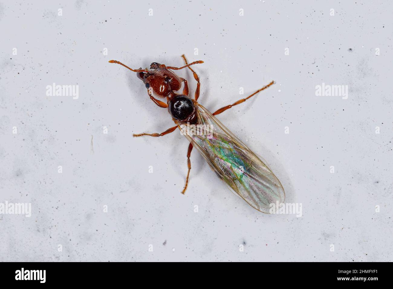 Adult Female Big-headed Ant Queen of the Genus Pheidole Stock Photo - Alamy