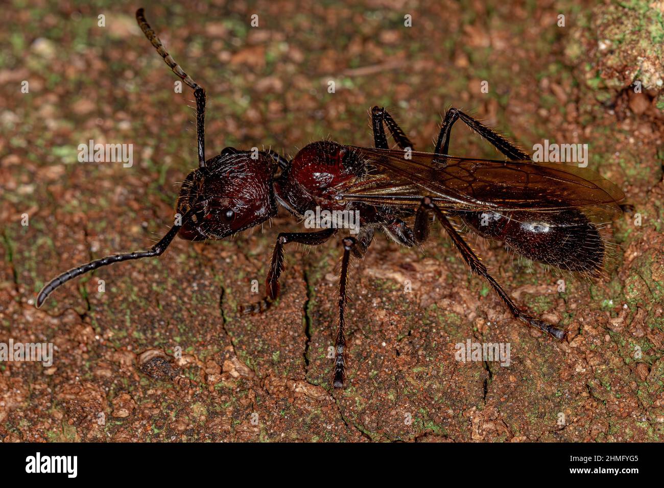 Adult Bullet Ant Queen of the species Paraponera clavata Stock Photo ...
