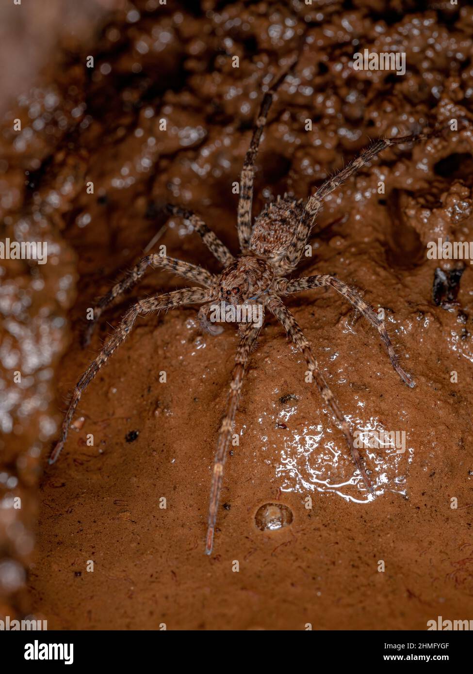 Adult Wandering Spider of the Family Ctenidae Stock Photo - Alamy