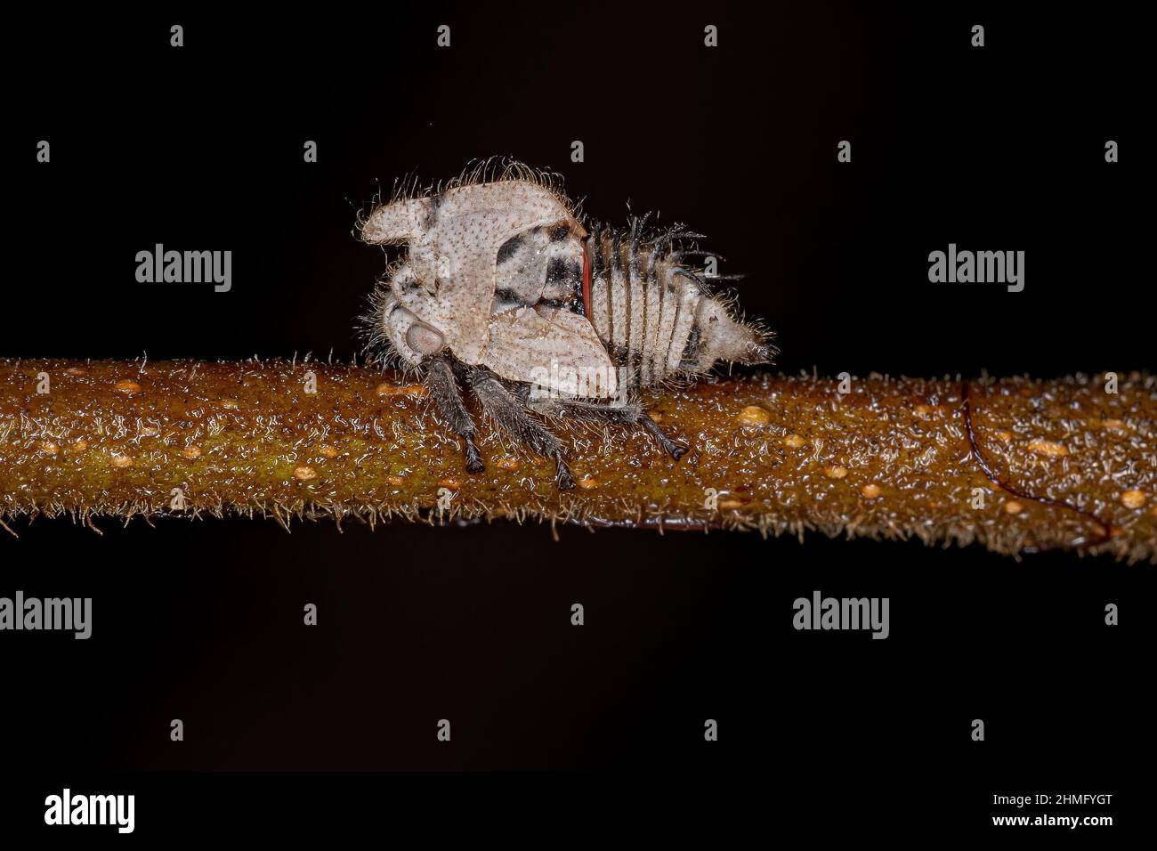 Typical Treehoppers nymph of the Family Membracidae Stock Photo - Alamy