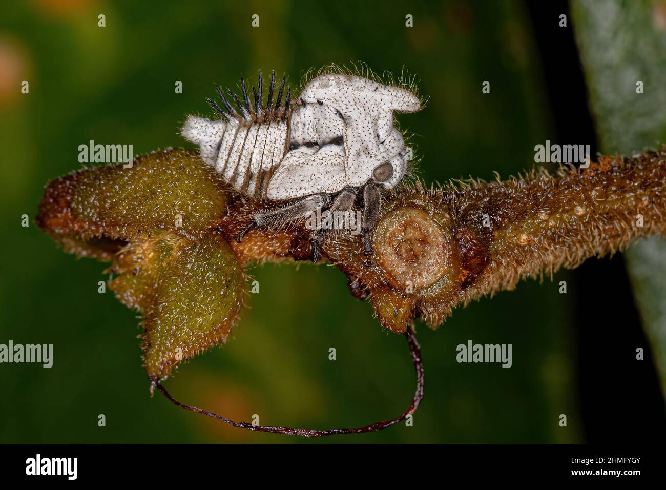 Typical Treehoppers nymph of the Family Membracidae Stock Photo - Alamy