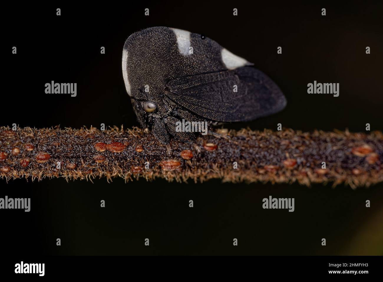 Treehopper membracis foliatafasciata hi-res stock photography and ...