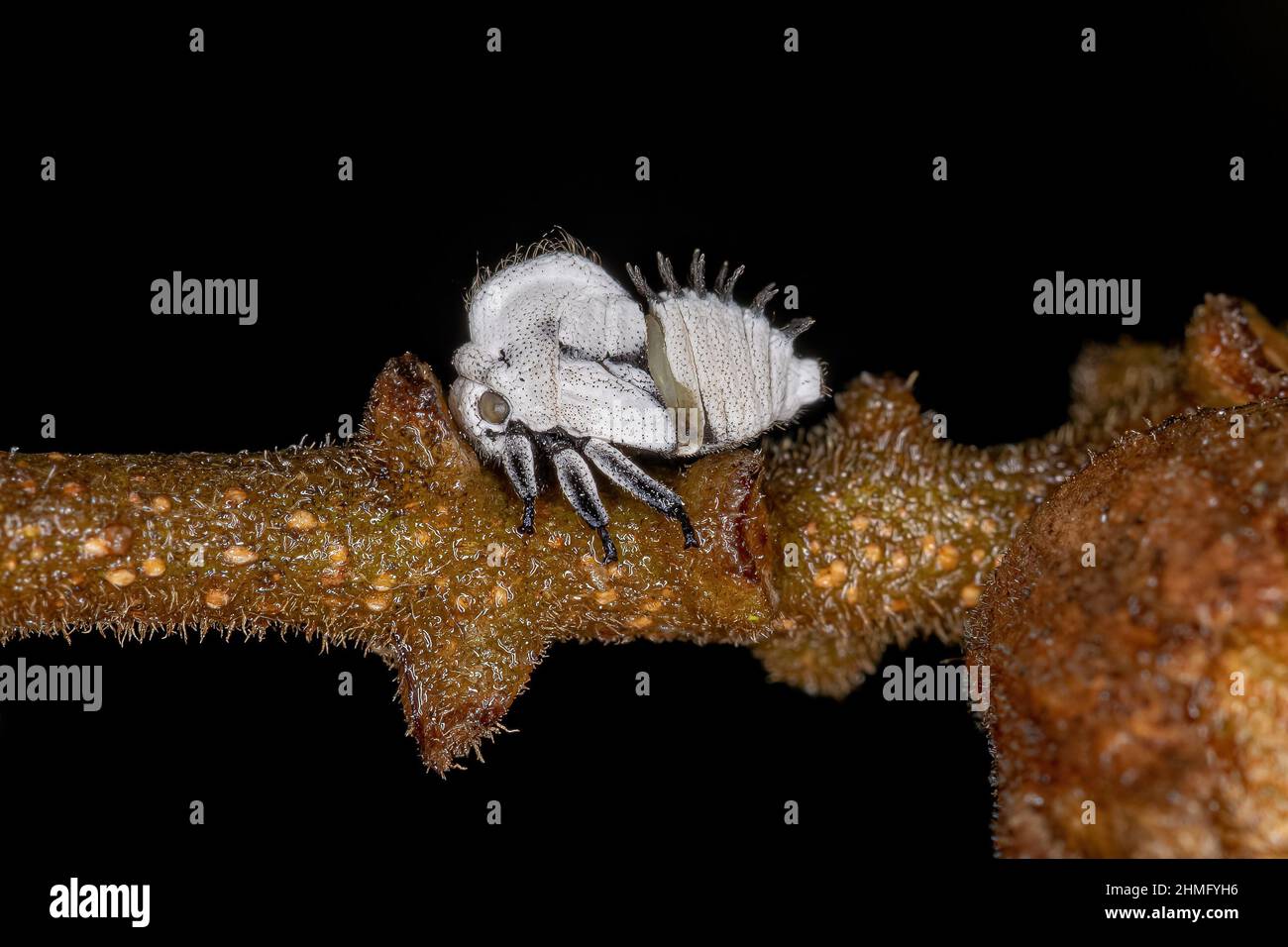 Typical Treehoppers nymph of the Family Membracidae Stock Photo - Alamy