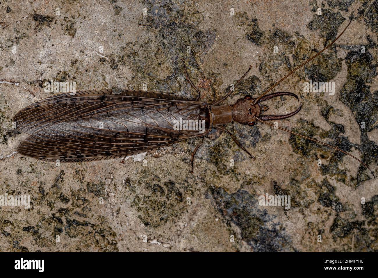 Adult Male Dobsonfly Insect of the Genus Corydalus Stock Photo - Alamy