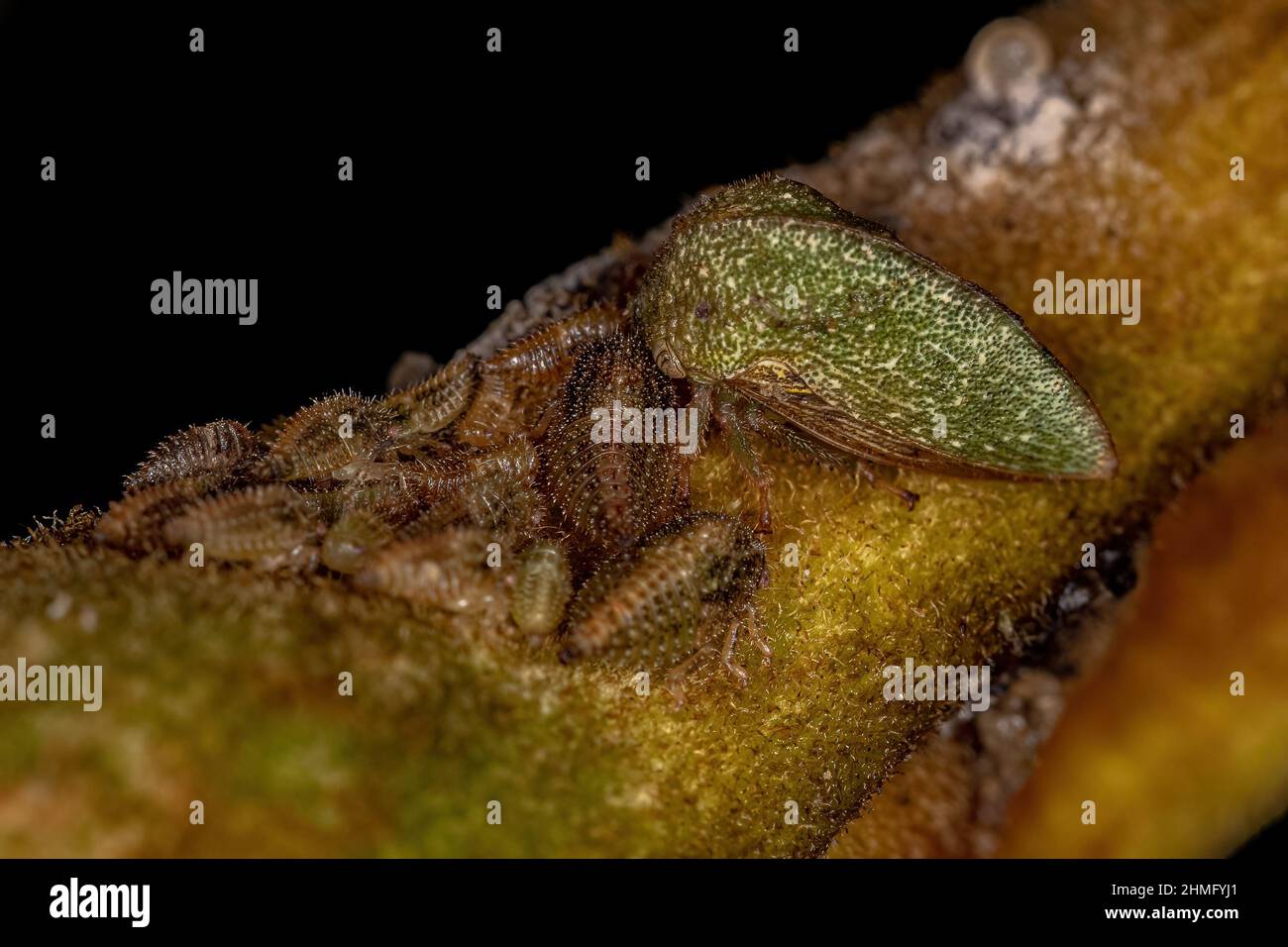 Adult Typical Treehopper of the Family Membracidae with nymphs Stock ...