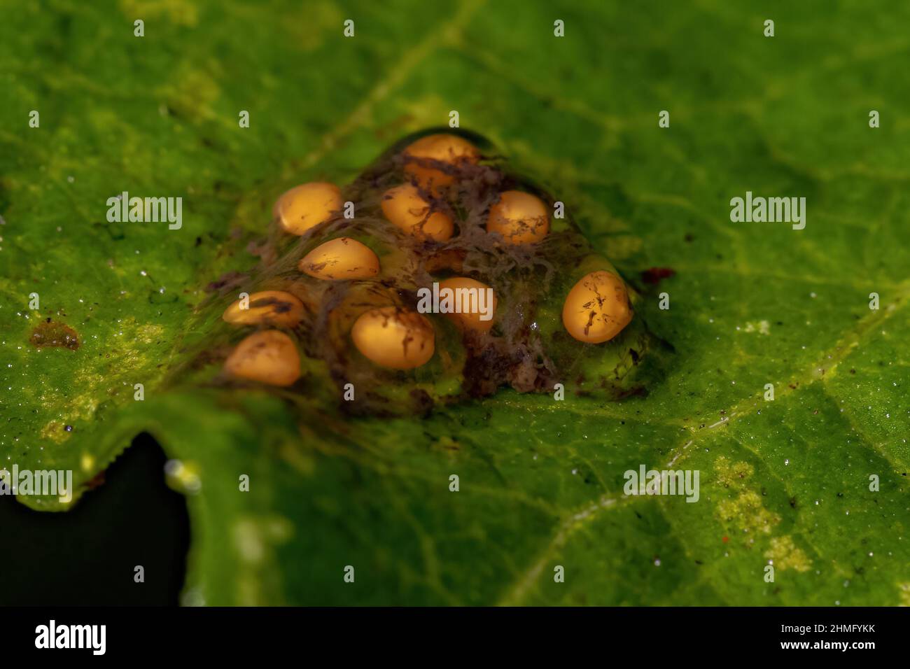 small yellow eggs on a leaf in macro view Stock Photo - Alamy