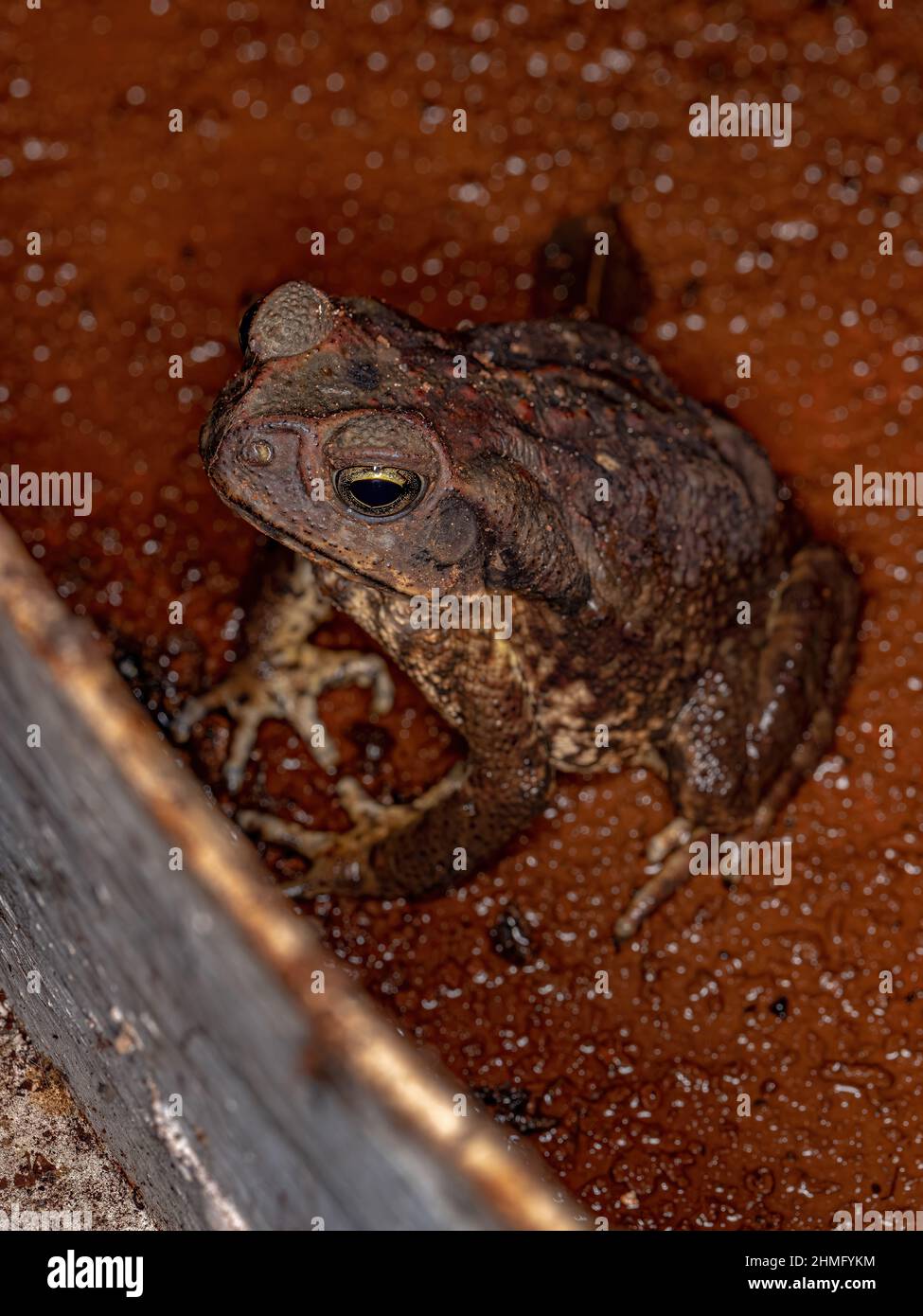Cururu toad hi-res stock photography and images - Alamy