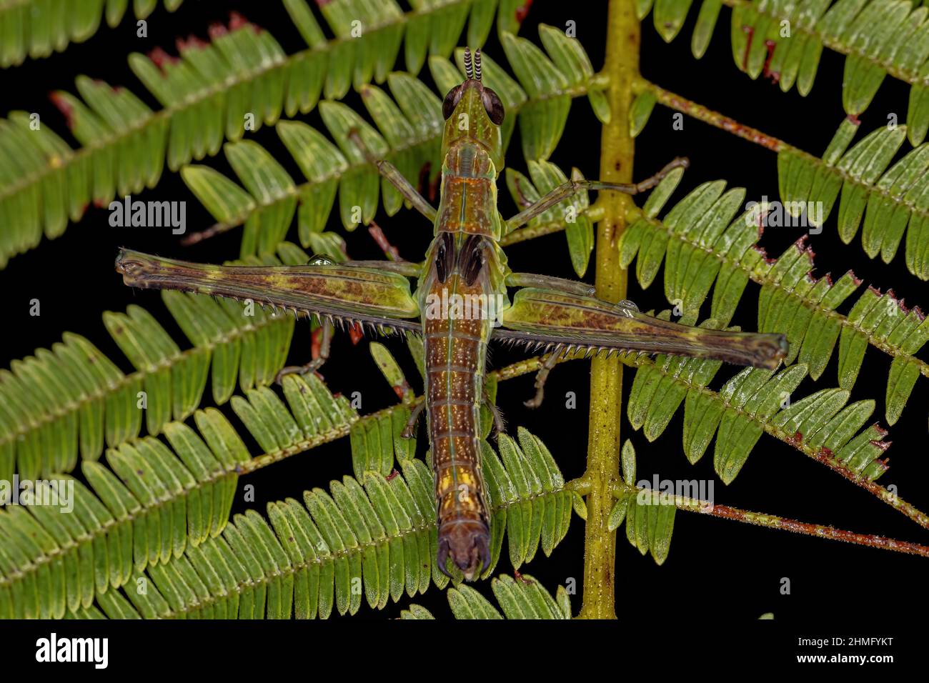 Monkey grasshopper hi-res stock photography and images - Alamy