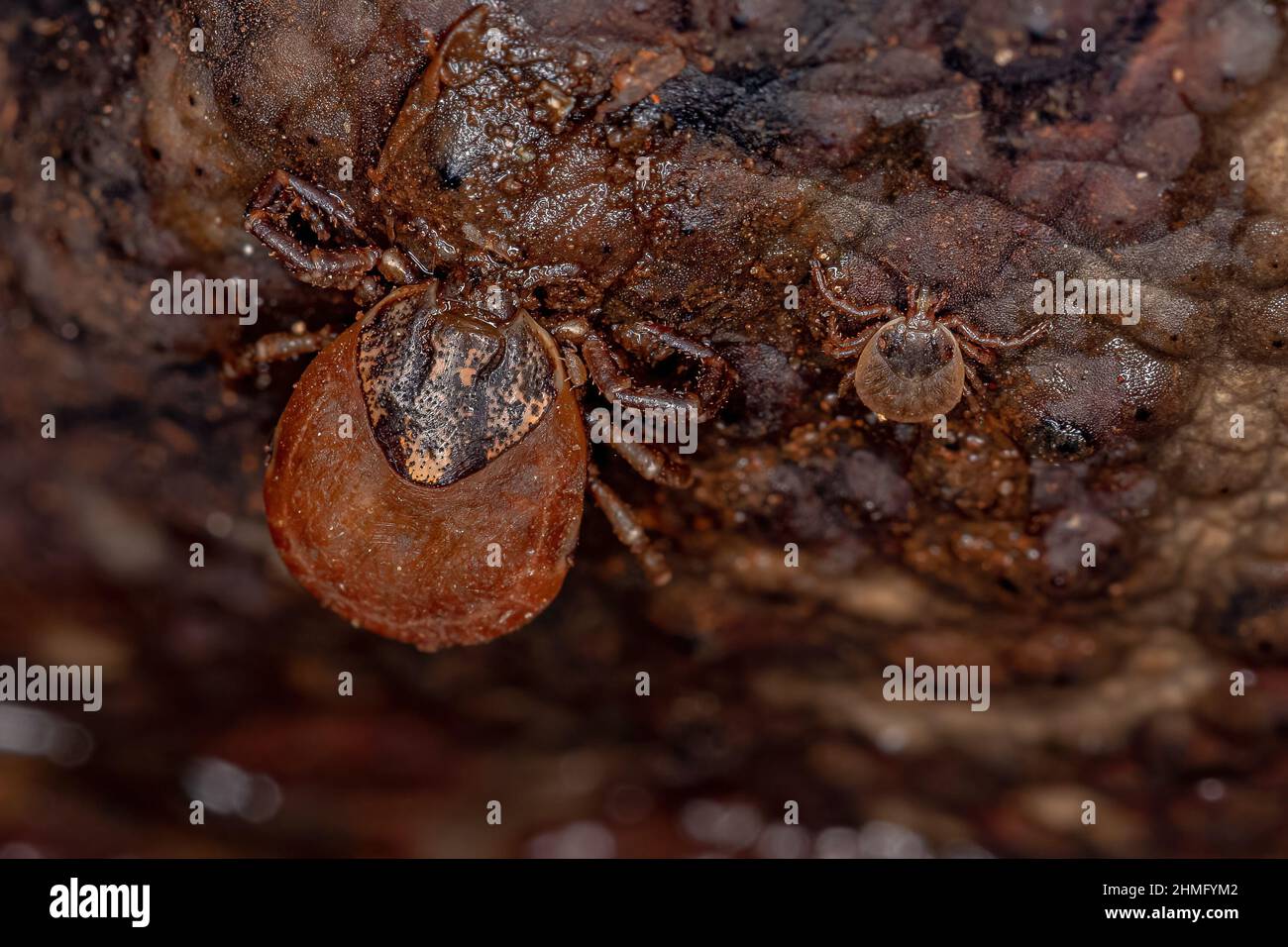 Bont ticks hi-res stock photography and images - Alamy