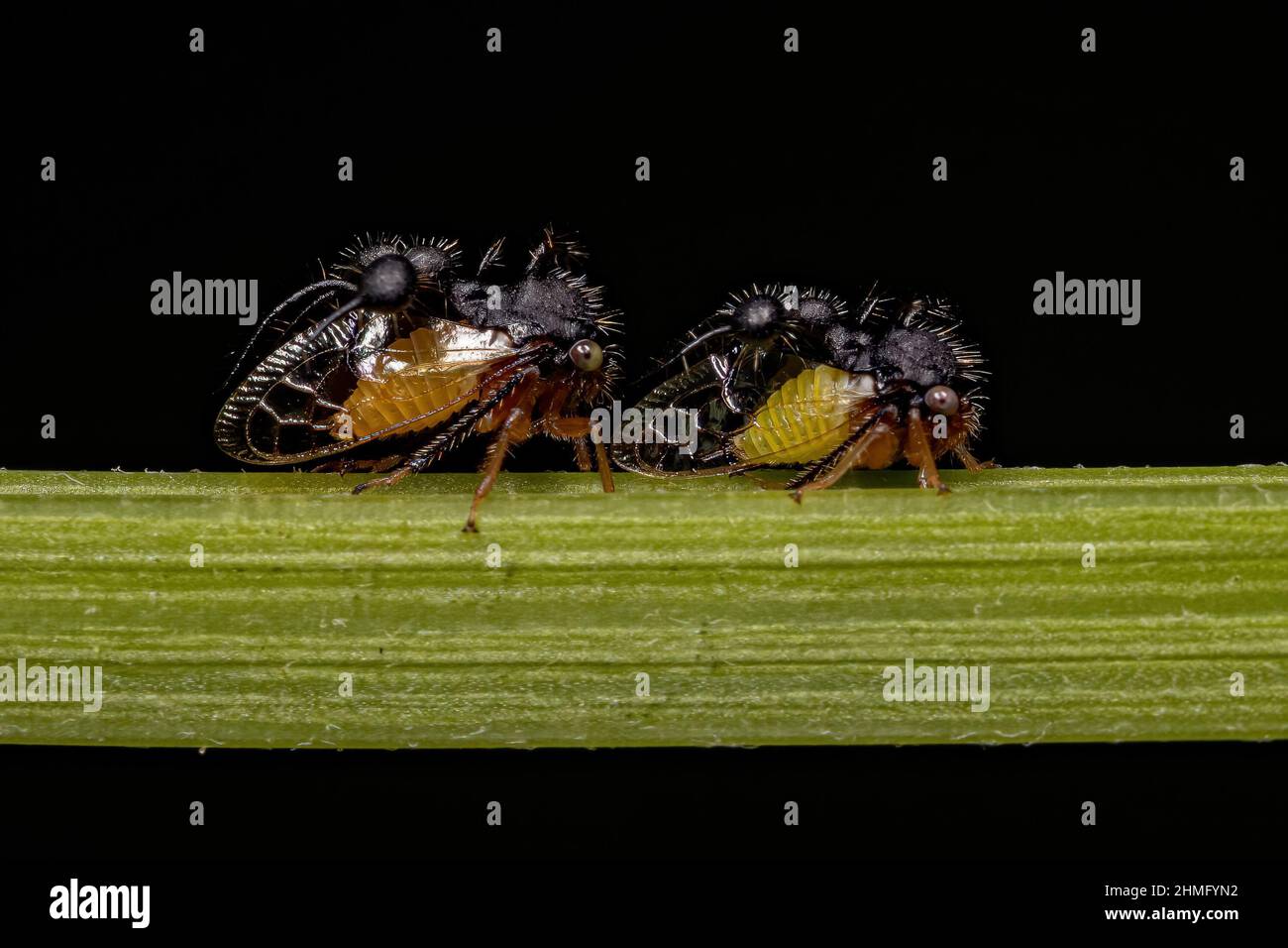 Two Adult Ant-mimicking Treehopper of the species Cyphonia clavata ...
