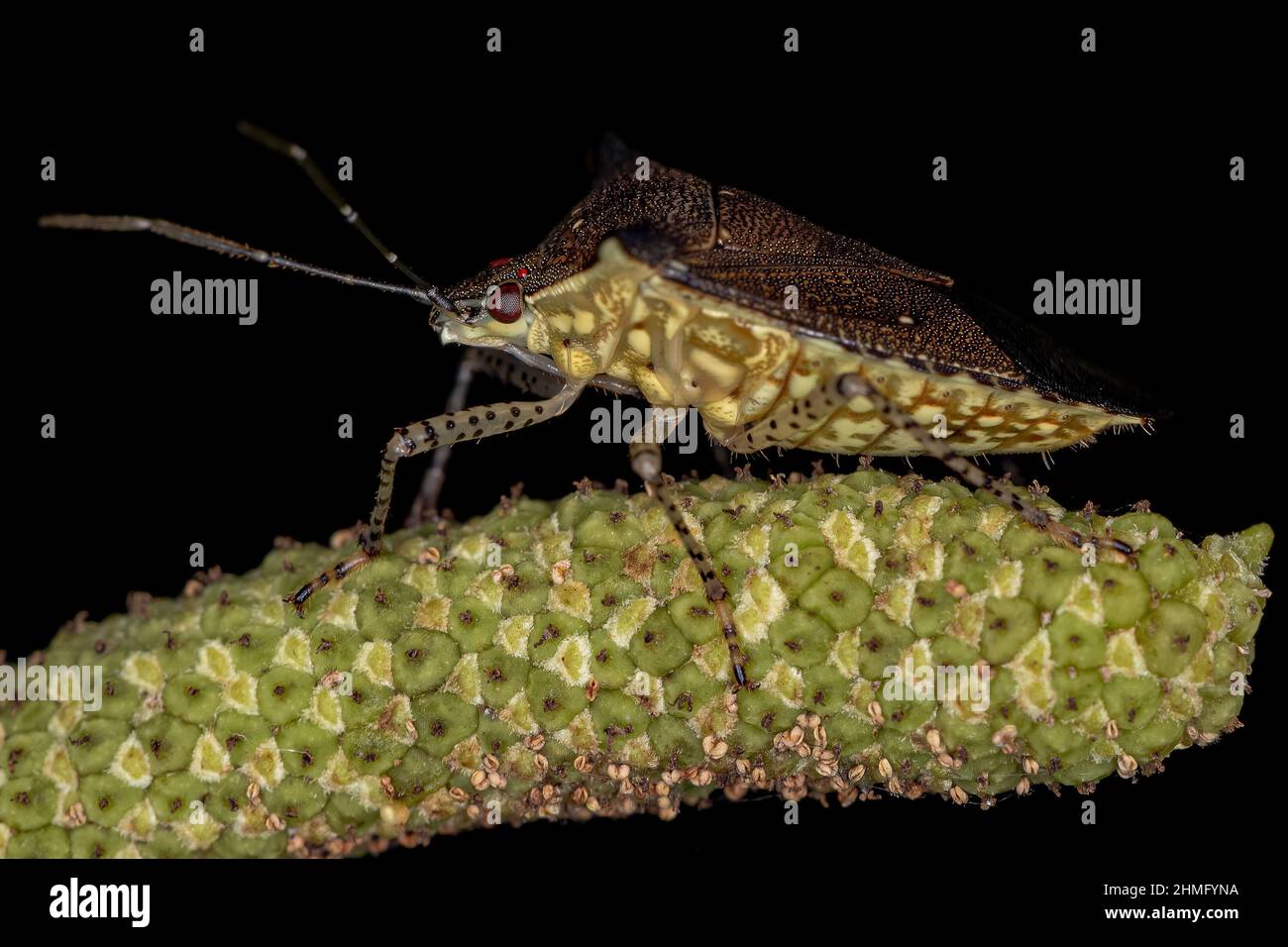 Adult Stink bug of the species Sibaria armata Stock Photo - Alamy