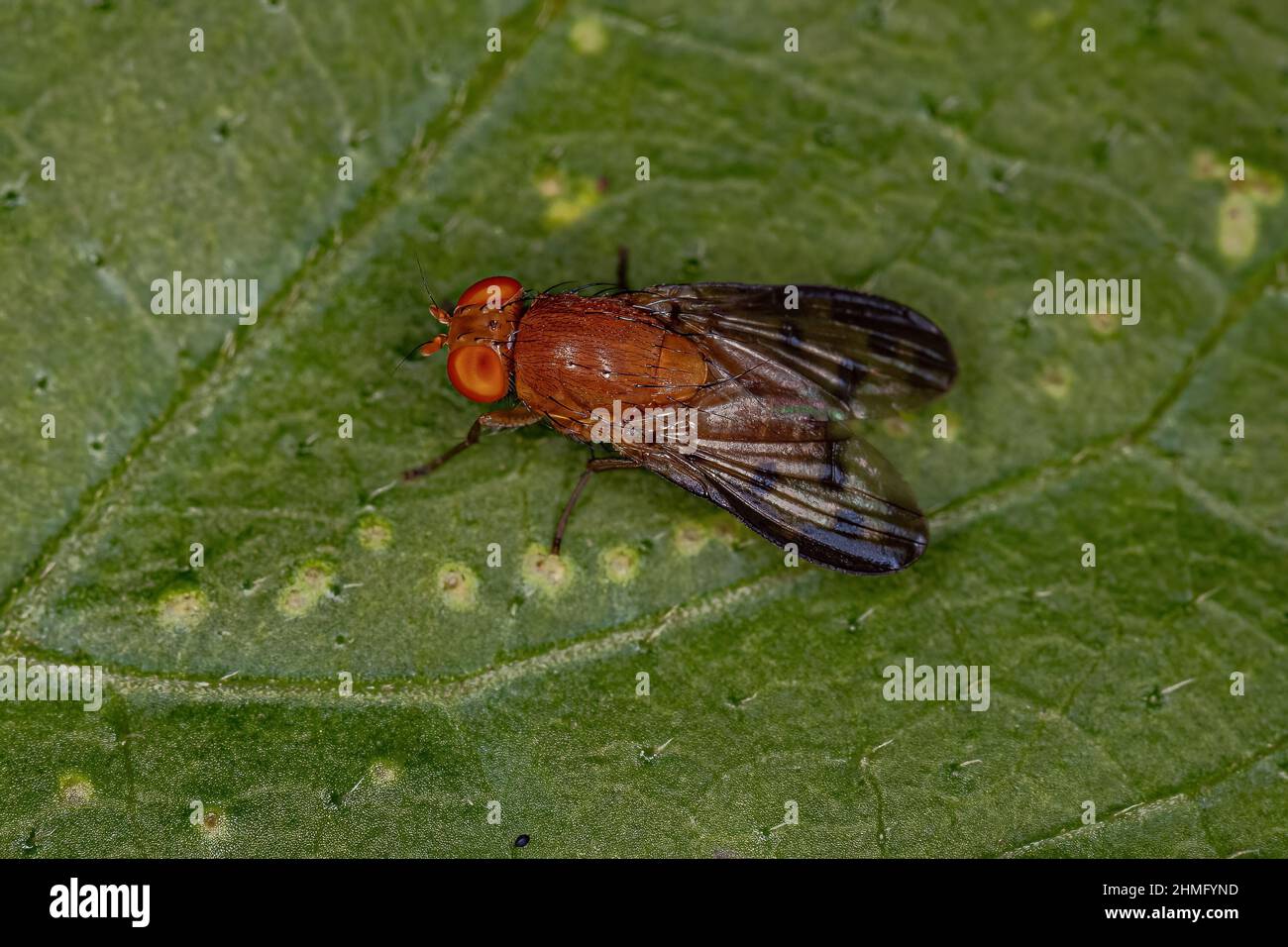 Acalyptratae diptera fly hi-res stock photography and images - Alamy