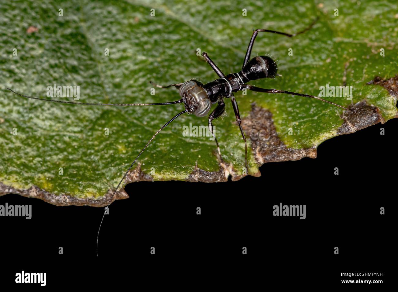 Mantoidid Mantis Nymph of the Genus Mantoida Stock Photo - Alamy