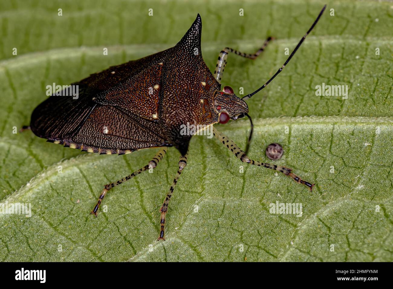 Adult Stink bug of the species Sibaria armata Stock Photo - Alamy