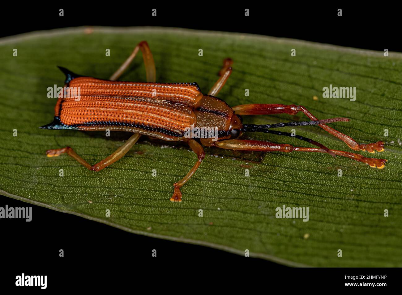Cucujiform beetle hi-res stock photography and images - Alamy