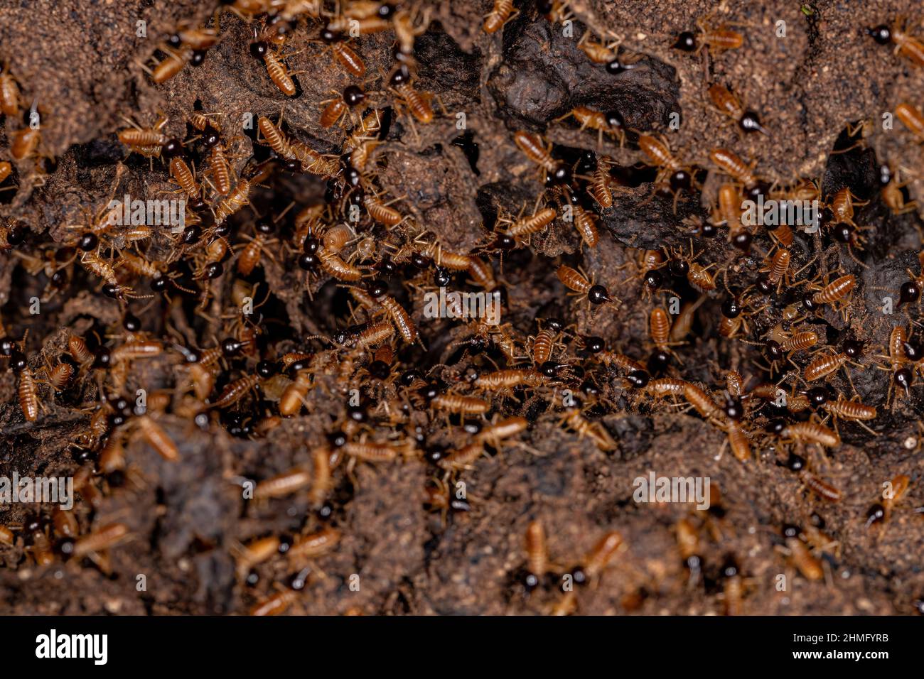 Termite nasutitermes nest hi-res stock photography and images - Alamy