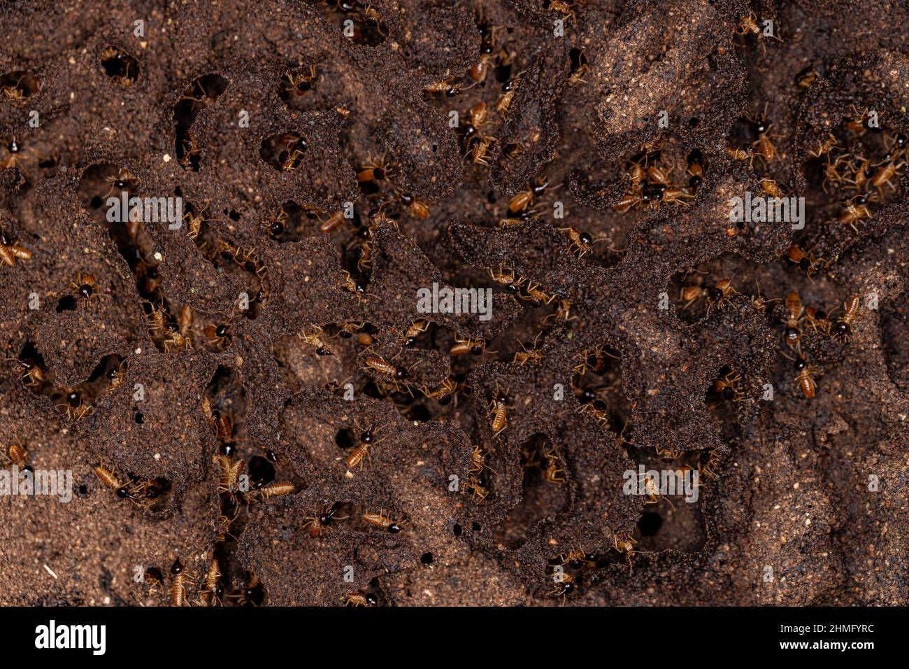 Adult Nasute Termites of the Genus Nasutitermes Stock Photo - Alamy
