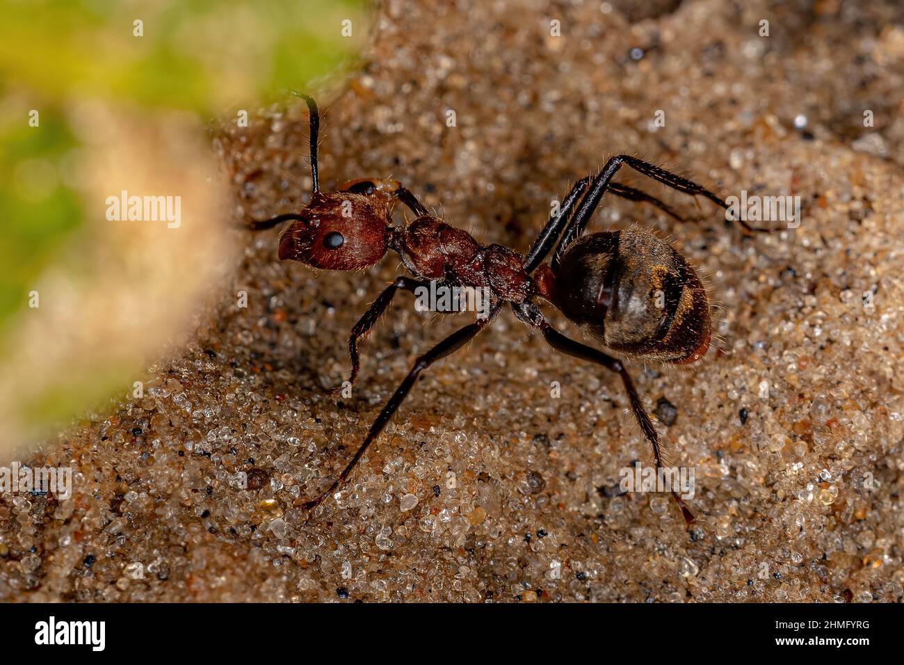 Adult Odorous Ant of the species Dolichoderus quadridenticulatus Stock ...