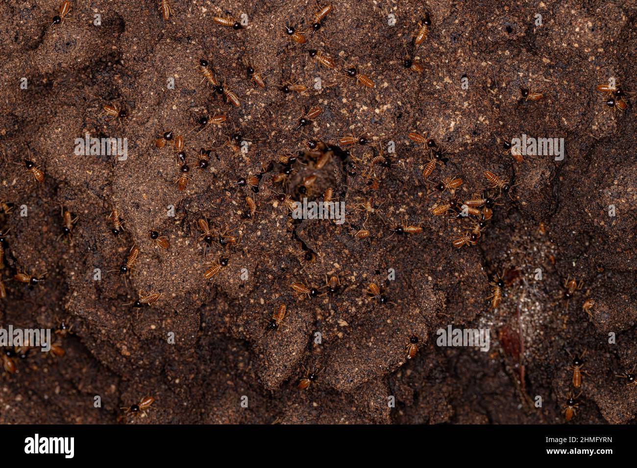 Termite nasutitermes nest hi-res stock photography and images - Alamy