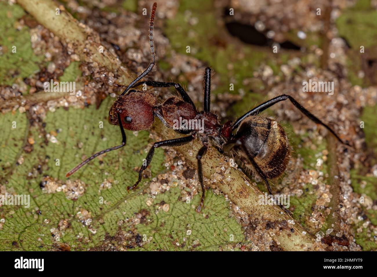 Odorous ant hi-res stock photography and images - Alamy