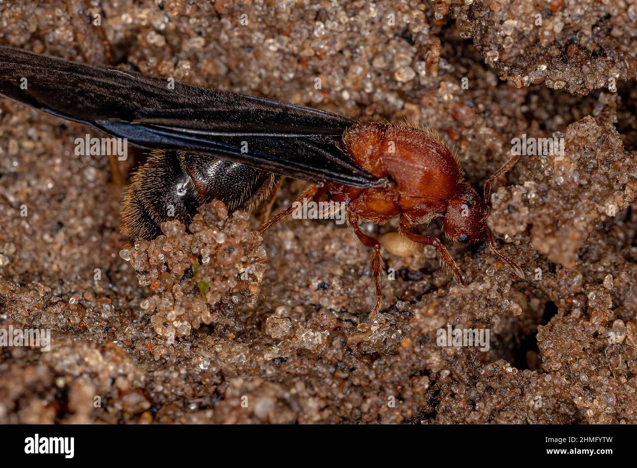 Fire ants queen hi-res stock photography and images - Alamy