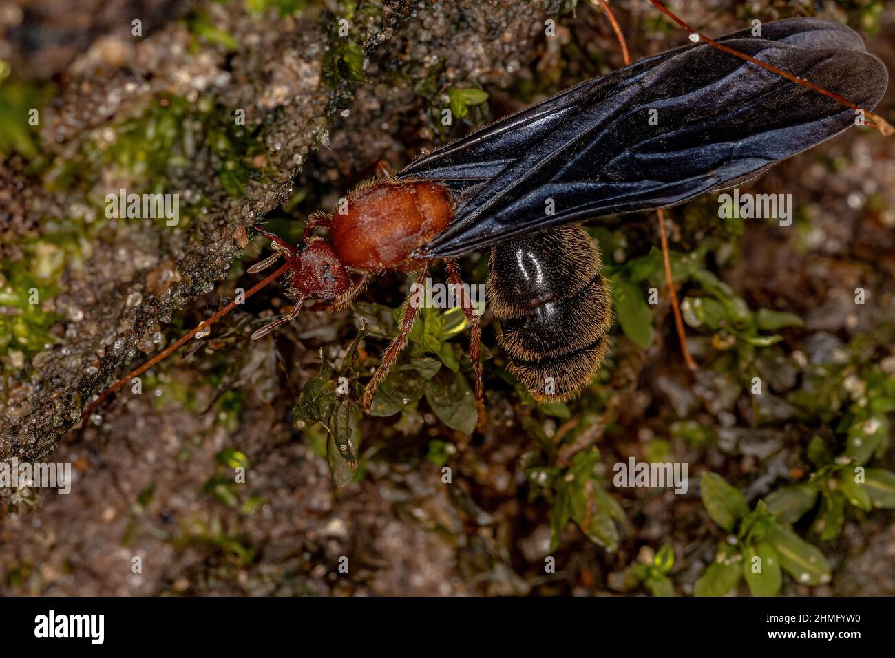 Adult Fire Ant of the Genus Solenopsis Stock Photo - Alamy