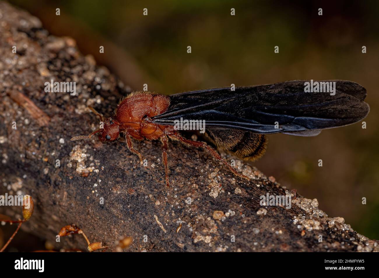 Adult Fire Ant of the Genus Solenopsis Stock Photo - Alamy