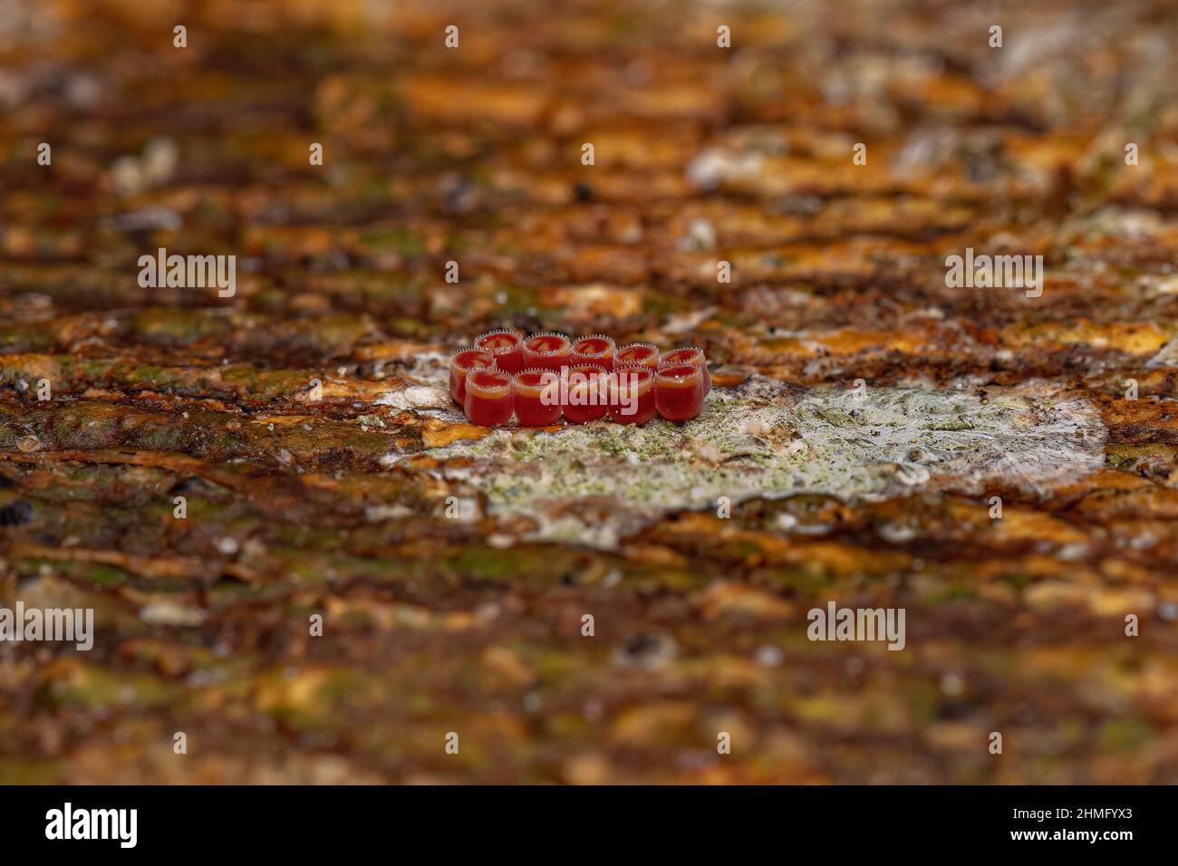 Small Stink Bug Eggs of the Family Pentatomidae Stock Photo - Alamy