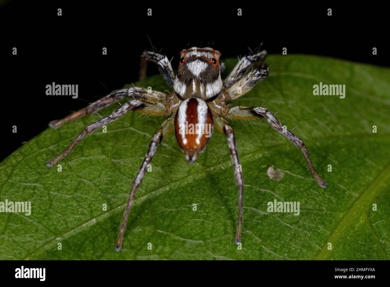 Chira spinosa hi-res stock photography and images - Alamy